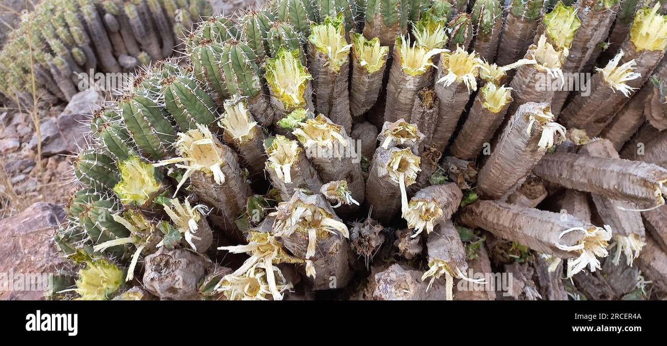 The Dagmus plant (Moroccan Mound CactusEuphorbia resinifera) is a semi ...