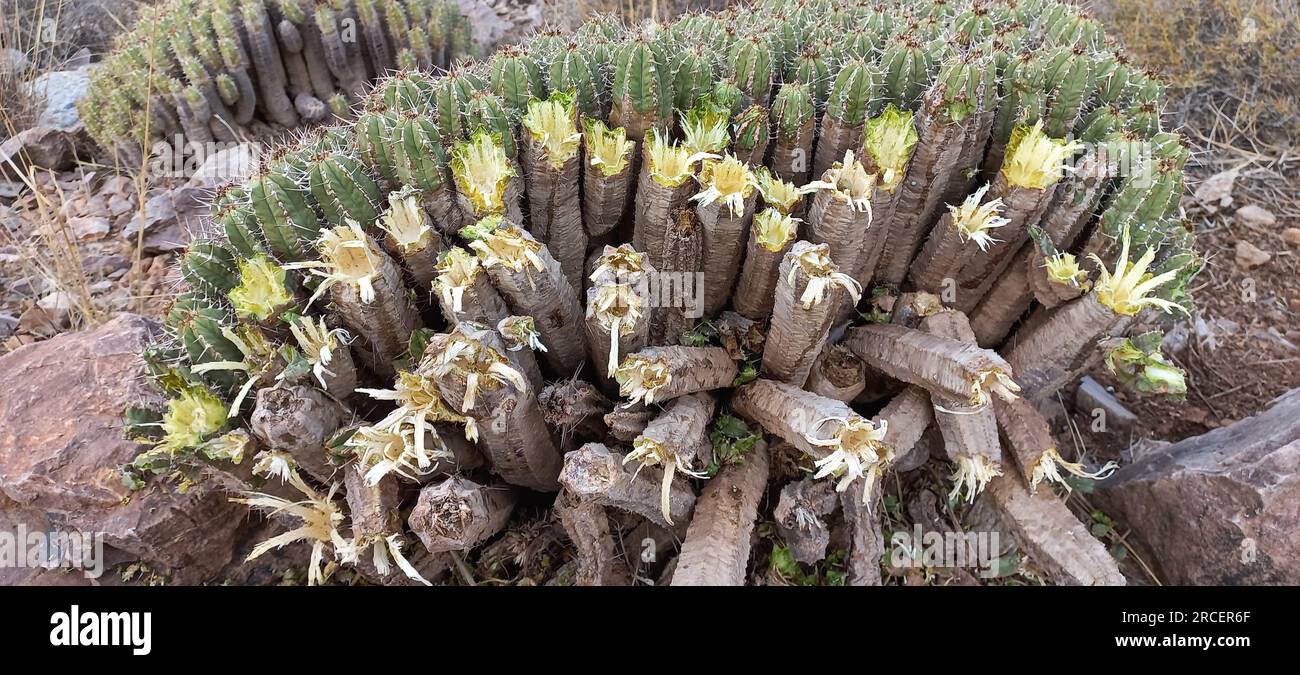 The Dagmus plant (Moroccan Mound CactusEuphorbia resinifera) is a semi ...