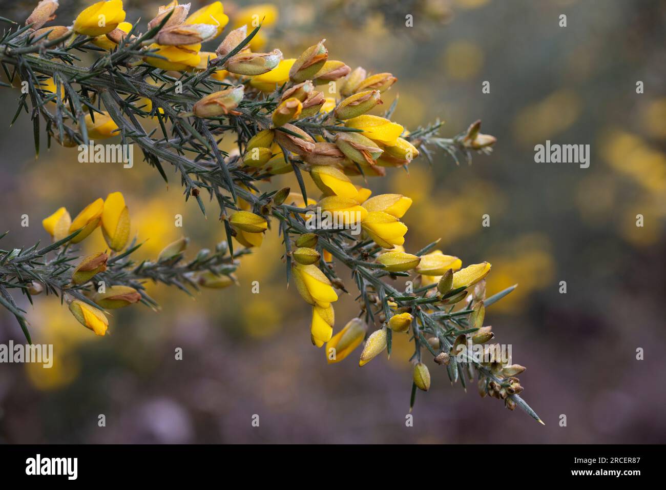Yellow flowers of Ulex, commonly known as gorse, furze, or whin is ...