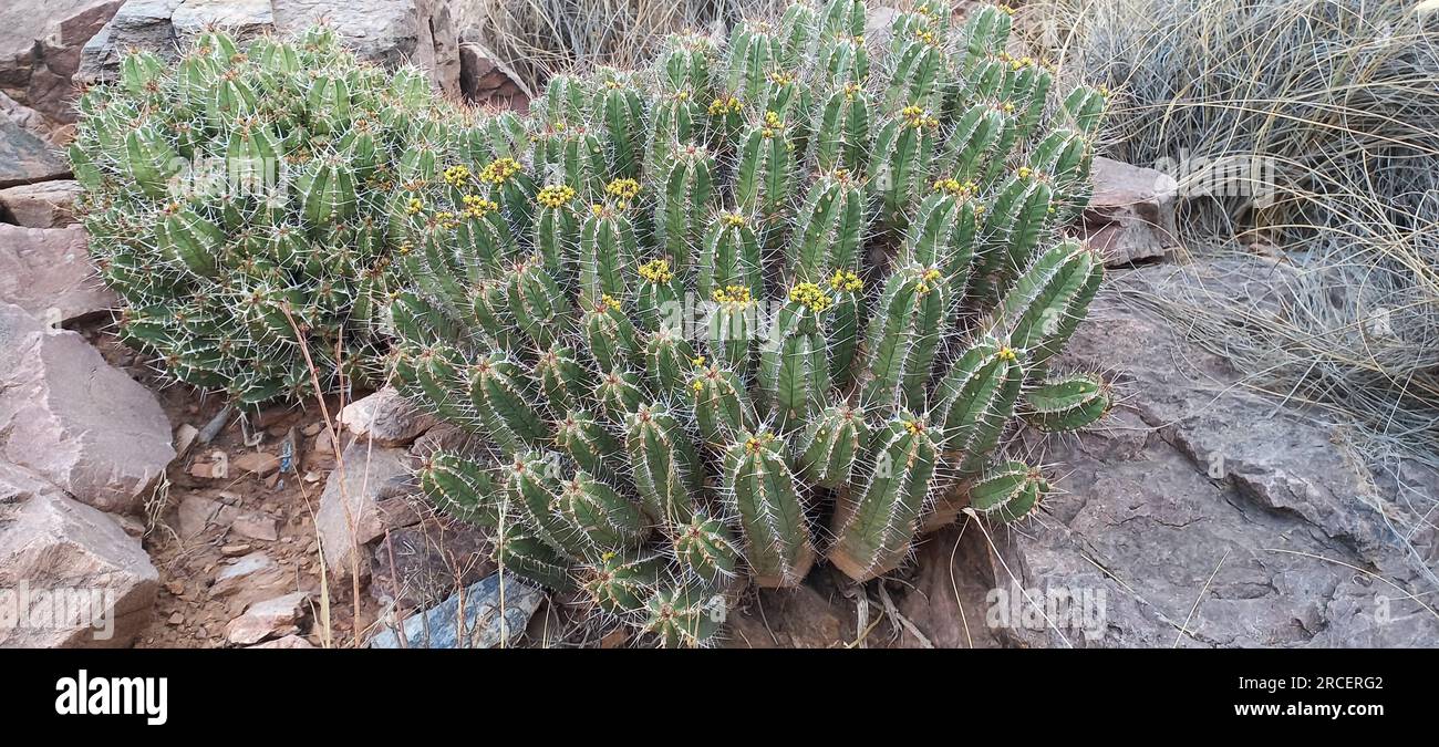 The Dagmus plant (Moroccan Mound CactusEuphorbia resinifera) is a semi ...