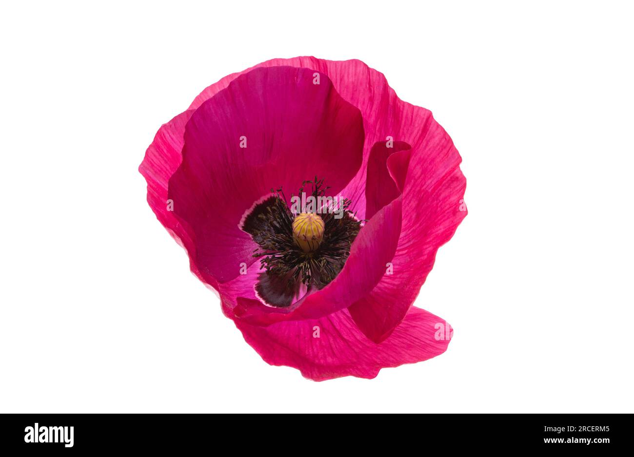 beautiful poppies isolated on white background Stock Photo - Alamy