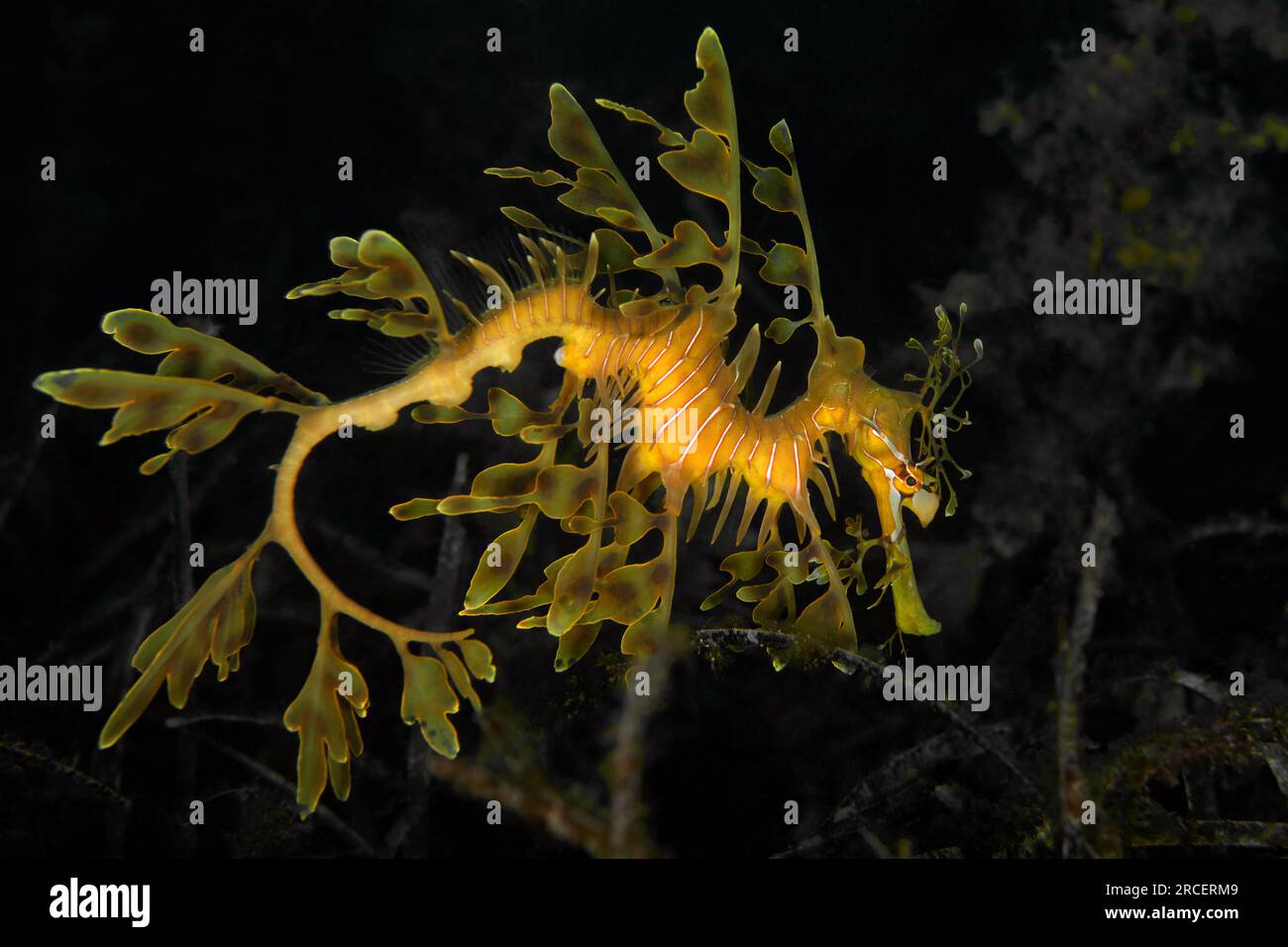 Leafy Sea Dragon, Phycodurus eques Stock Photo - Alamy