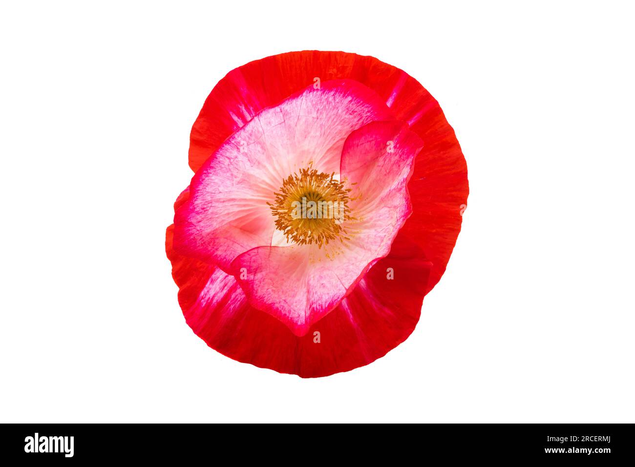 beautiful poppies isolated on white background Stock Photo - Alamy