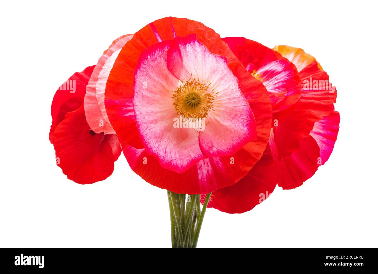beautiful poppies isolated on white background Stock Photo - Alamy