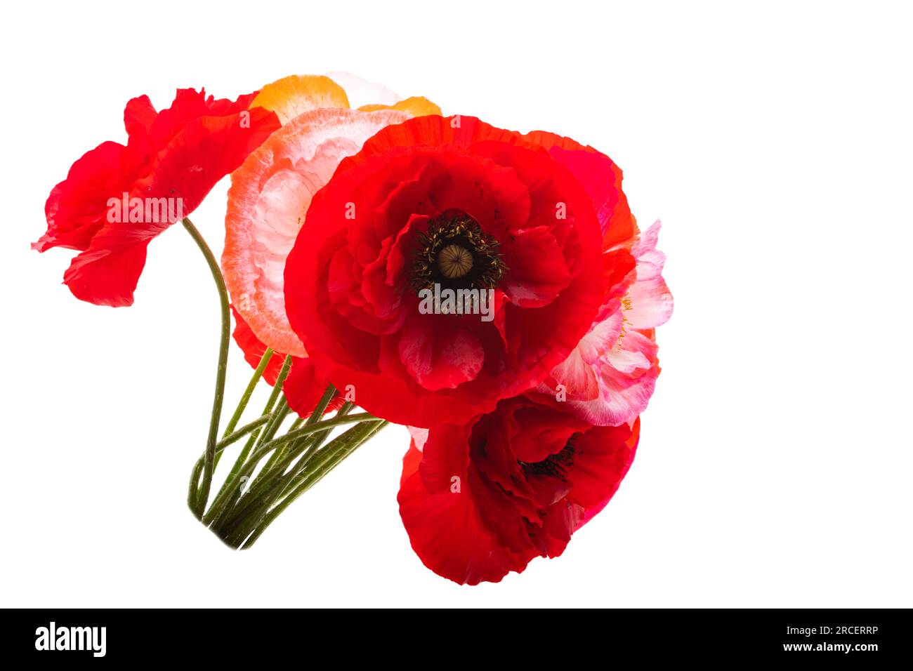 beautiful poppies isolated on white background Stock Photo - Alamy