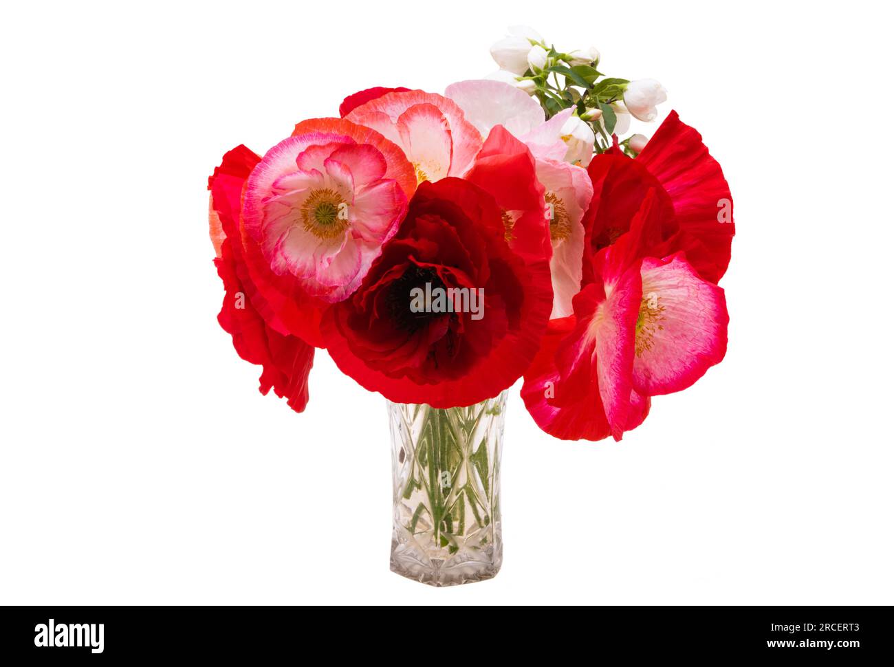 beautiful poppies isolated on white background Stock Photo - Alamy