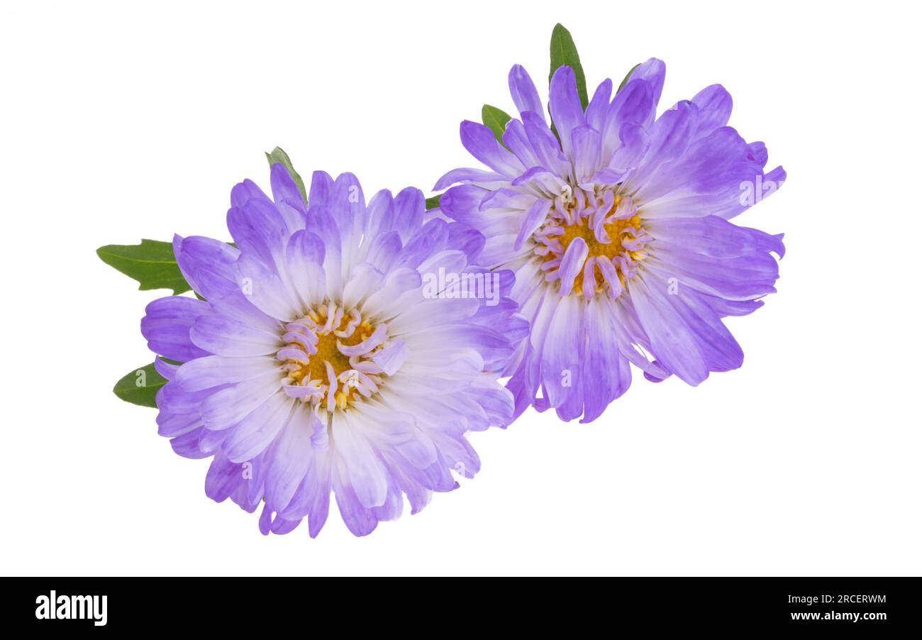 Many flowers aster Cut Out Stock Images & Pictures - Alamy
