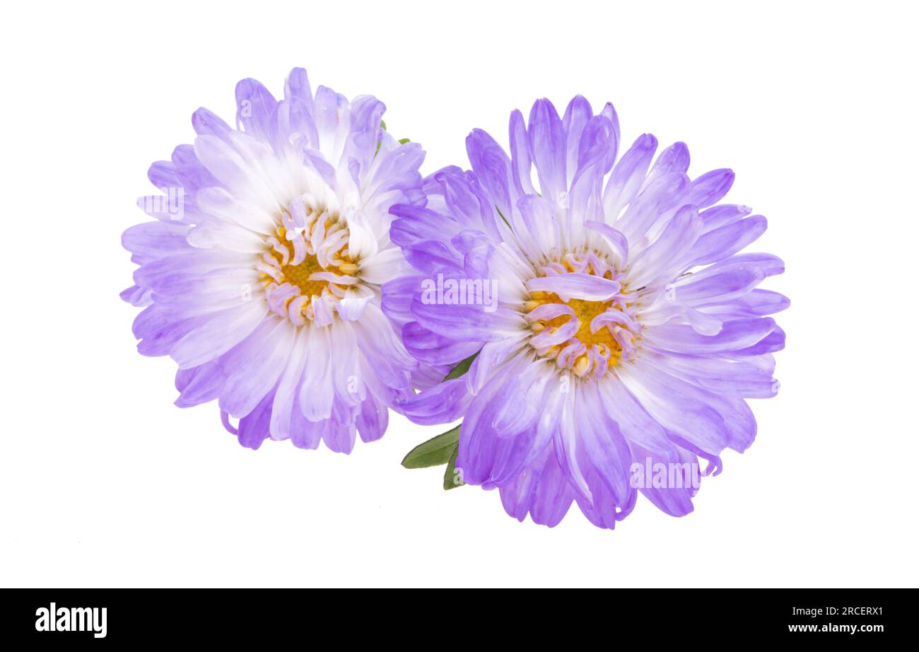 Many flowers aster Cut Out Stock Images & Pictures - Alamy
