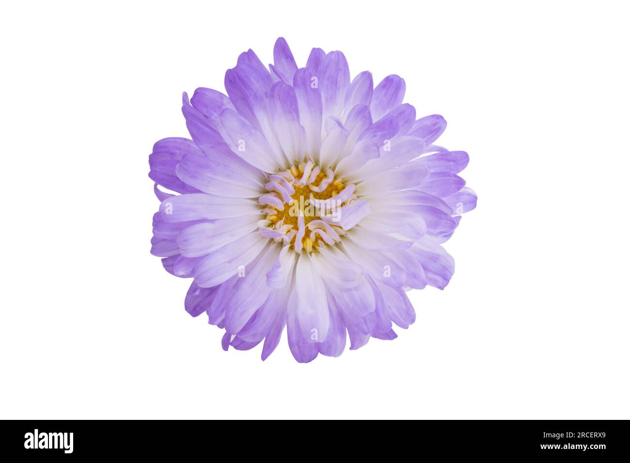 Many flowers aster Cut Out Stock Images & Pictures - Alamy
