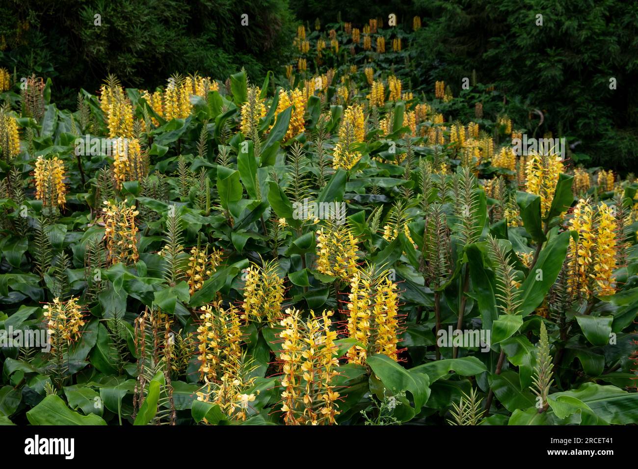 Azores green lush hi-res stock photography and images - Alamy