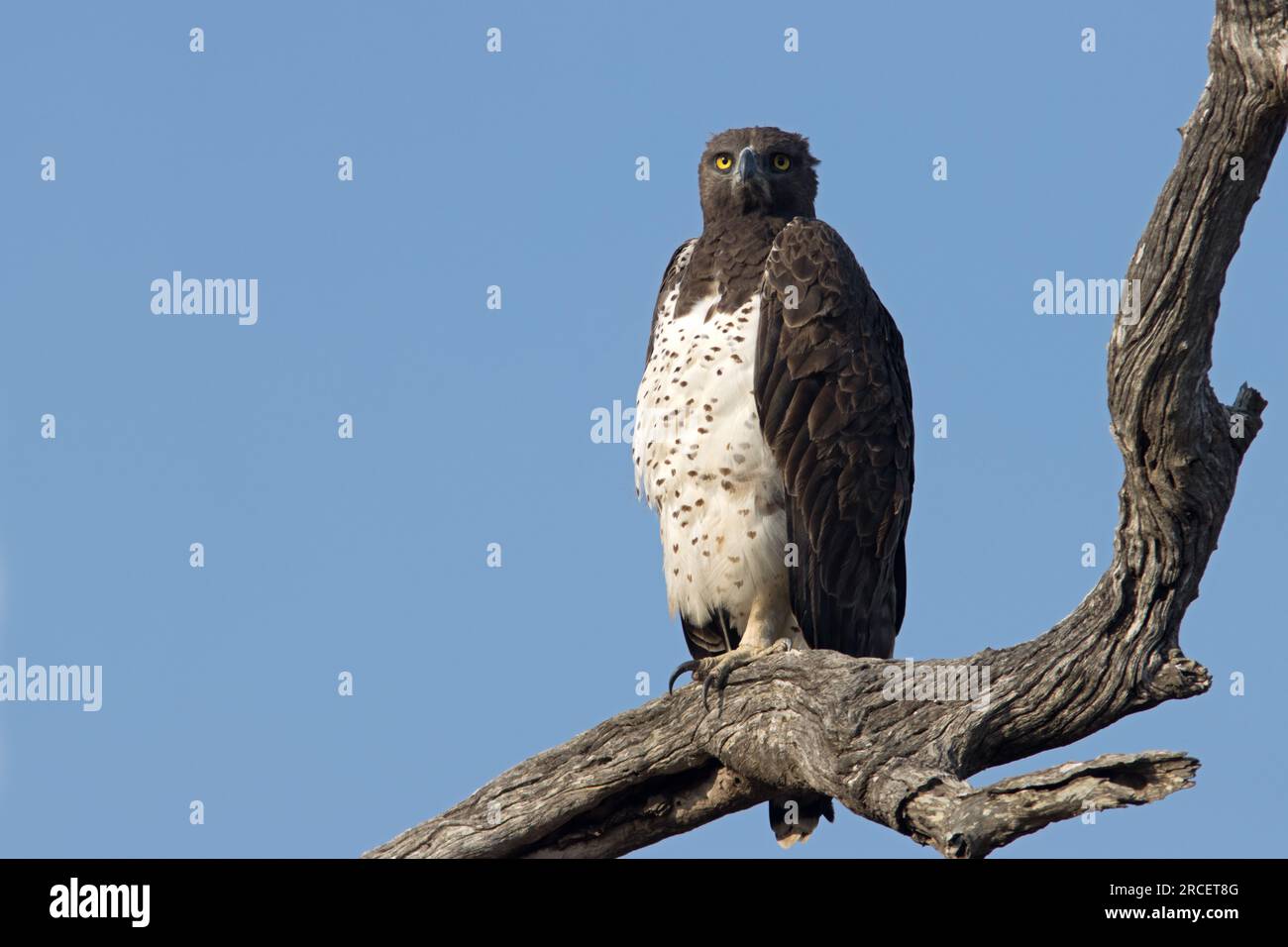 Martial eagle south african hi-res stock photography and images - Alamy