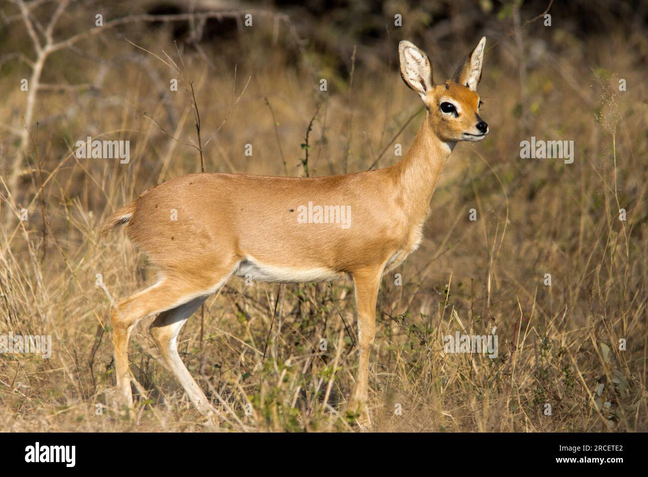 Steinbuck hi-res stock photography and images - Alamy