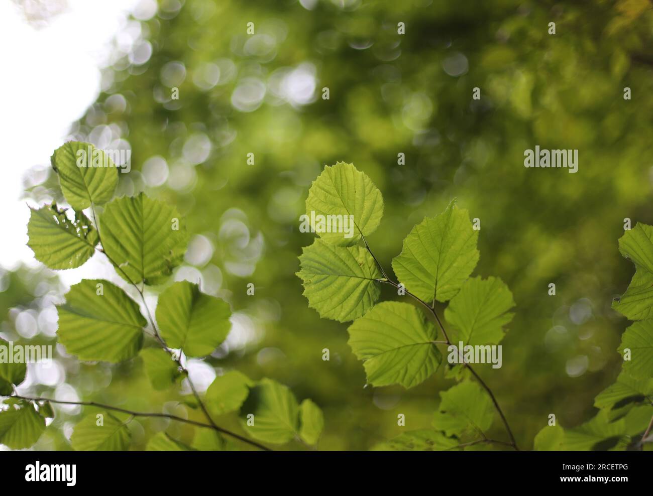 Green leaves on a hazel branch Stock Photo - Alamy
