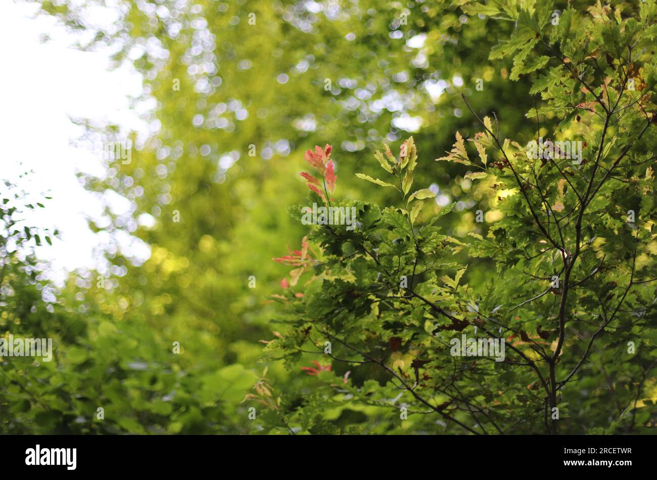 Tree outdoors leaves hi-res stock photography and images - Alamy