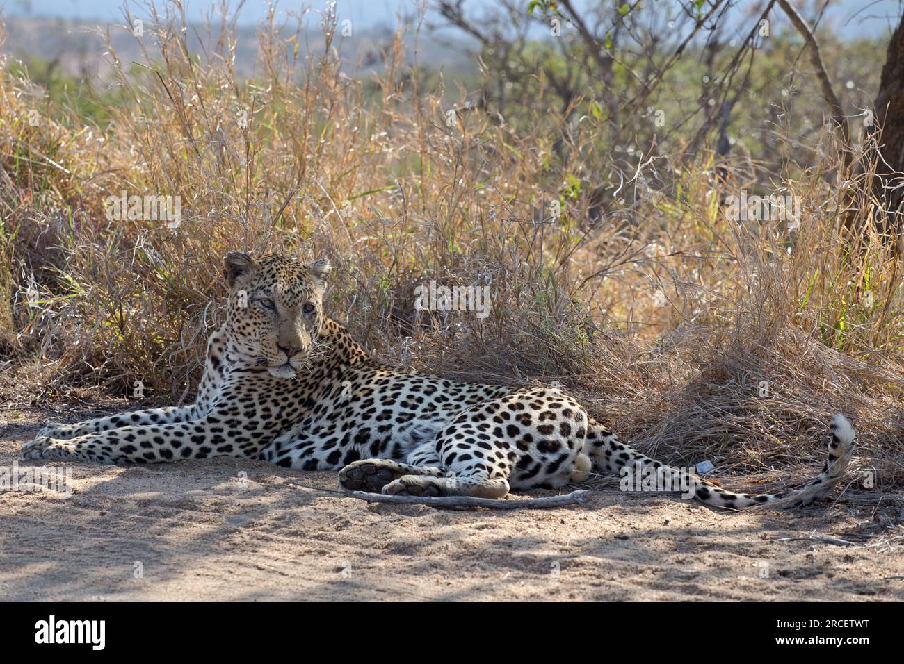 Leopard panthera pardus big hi-res stock photography and images - Alamy