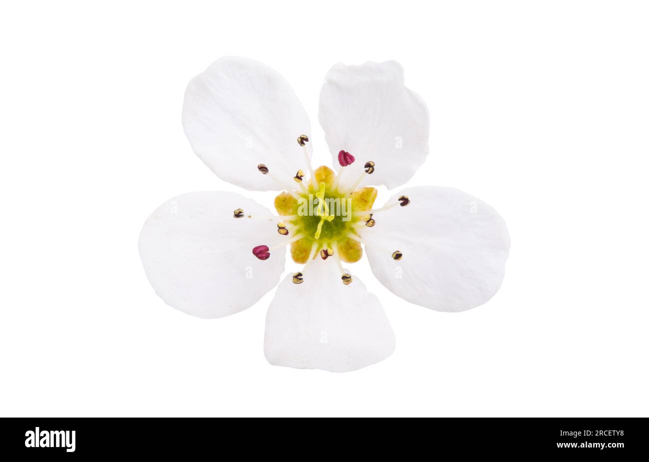 pear flower isolated on white background Stock Photo - Alamy