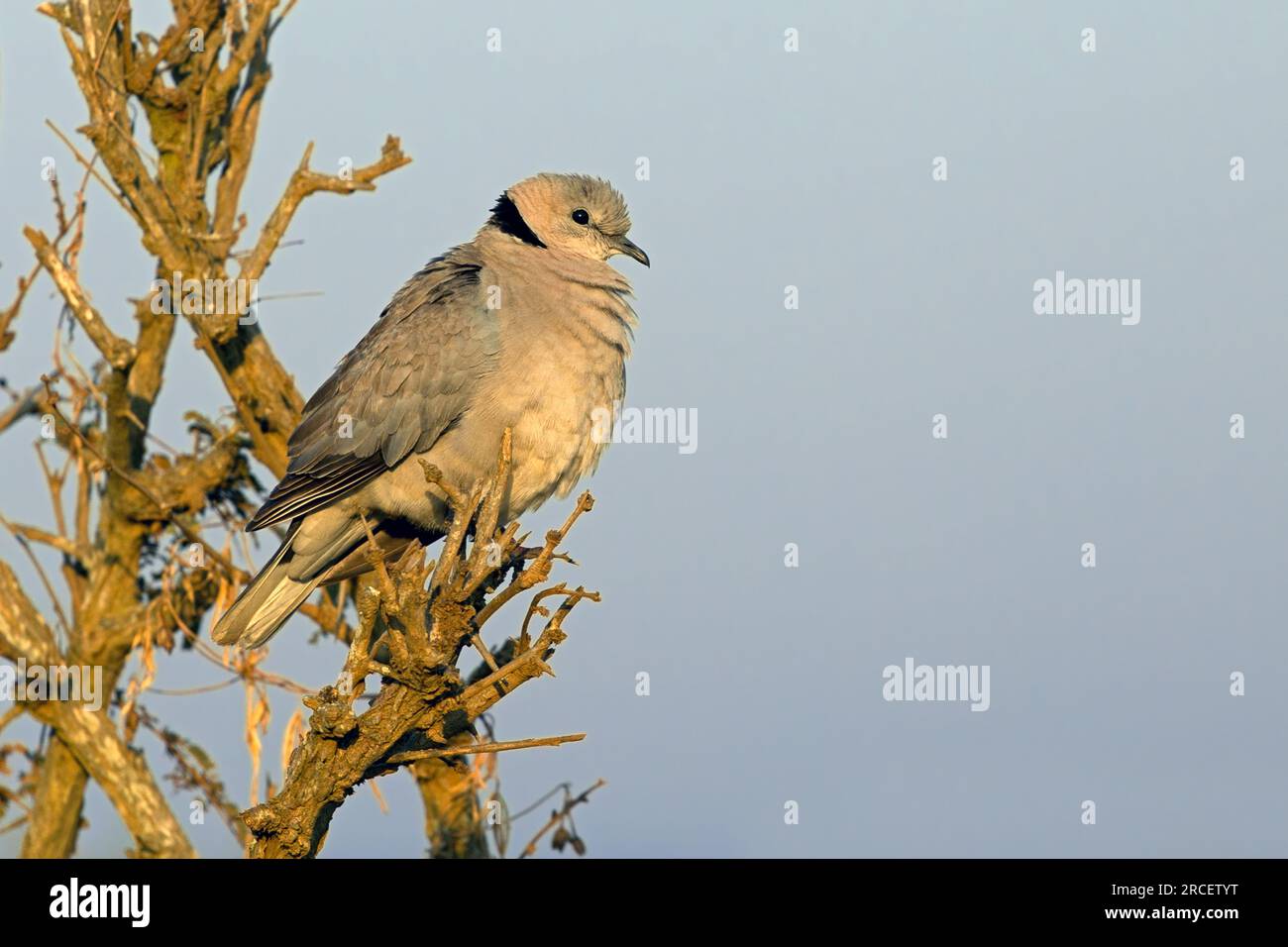 Ring necked dove hi-res stock photography and images - Alamy