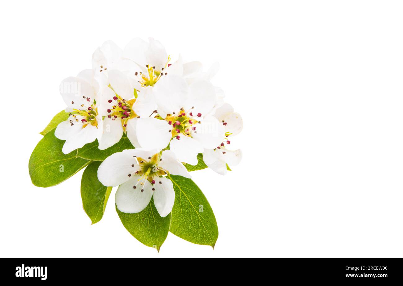 pear flower isolated on white background Stock Photo - Alamy