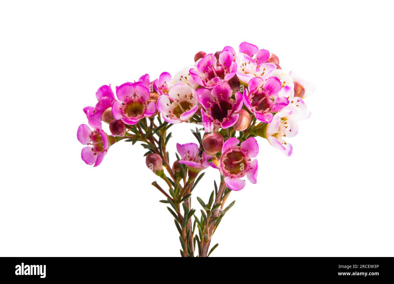 wax rose myrtle flowers isolated on white background Stock Photo - Alamy
