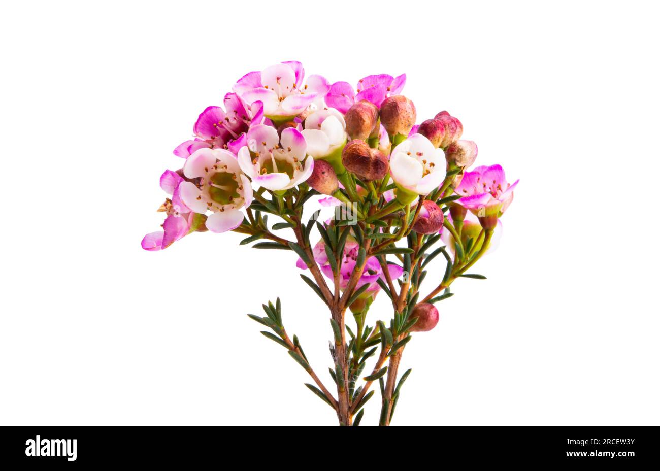 wax rose myrtle flowers isolated on white background Stock Photo - Alamy