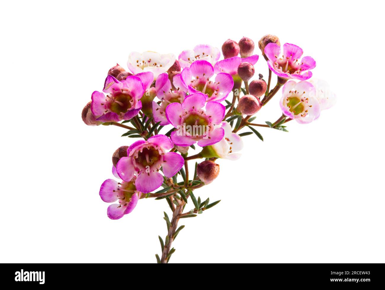 wax rose myrtle flowers isolated on white background Stock Photo - Alamy