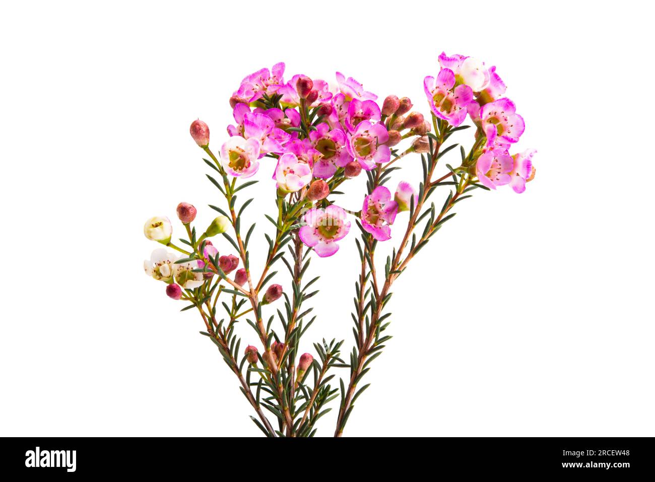wax rose myrtle flowers isolated on white background Stock Photo - Alamy
