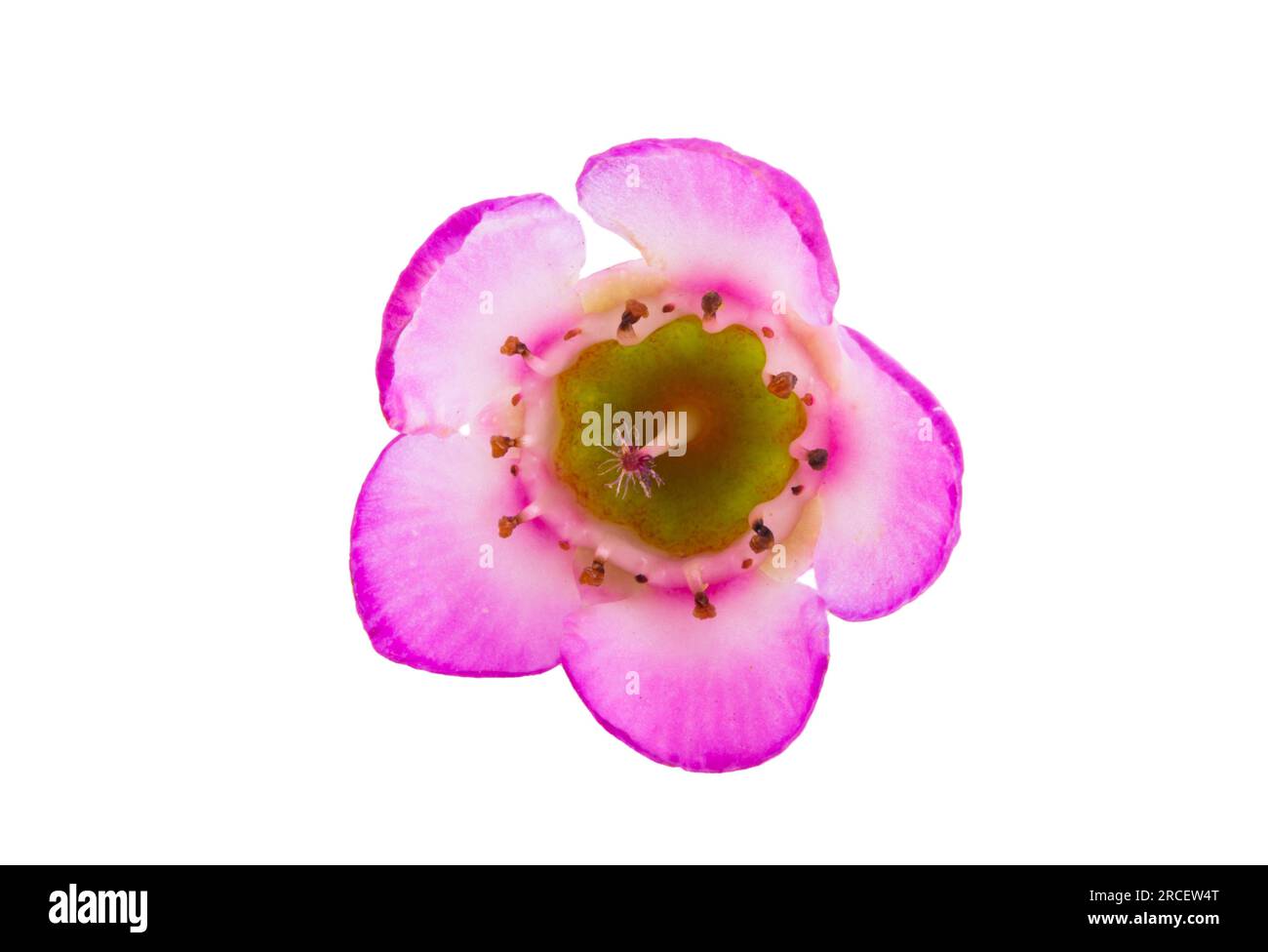 wax rose myrtle flowers isolated on white background Stock Photo - Alamy