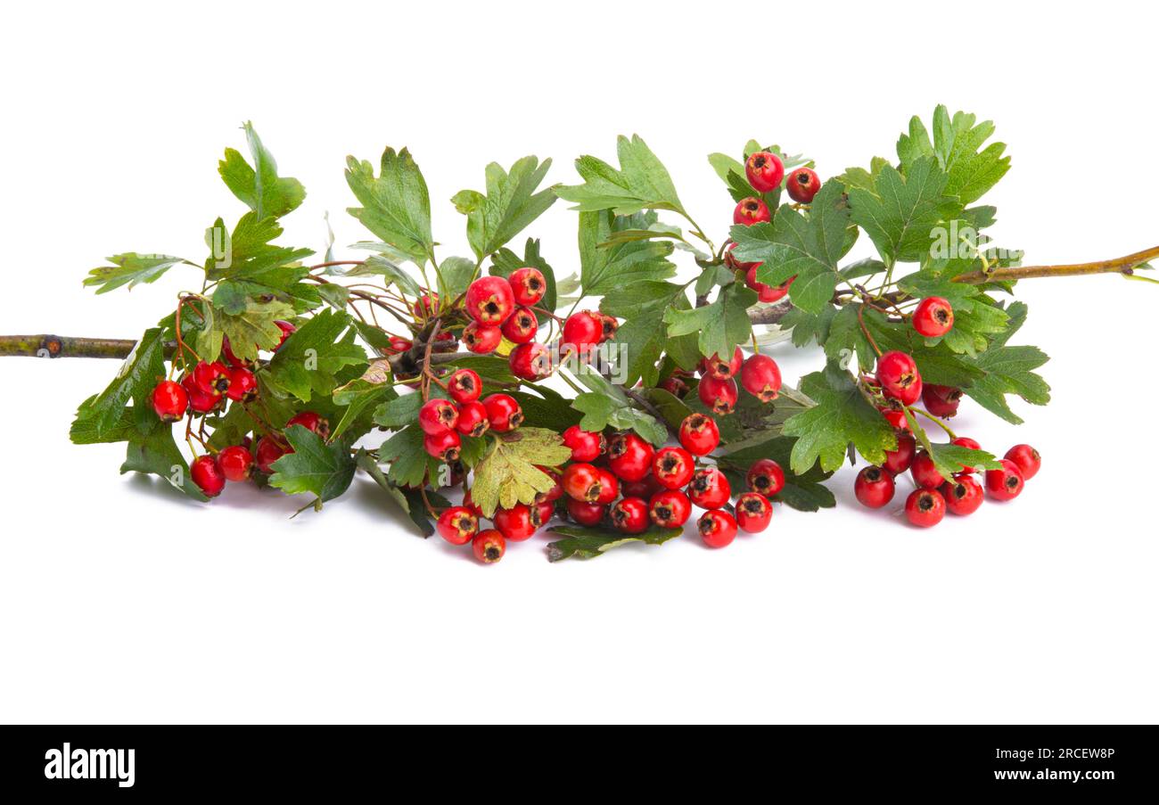 hawthorn branch isolated on white background Stock Photo - Alamy