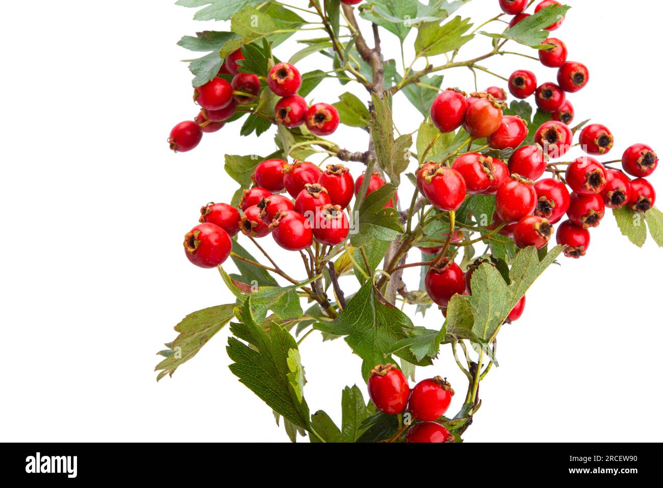 hawthorn branch isolated on white background Stock Photo - Alamy