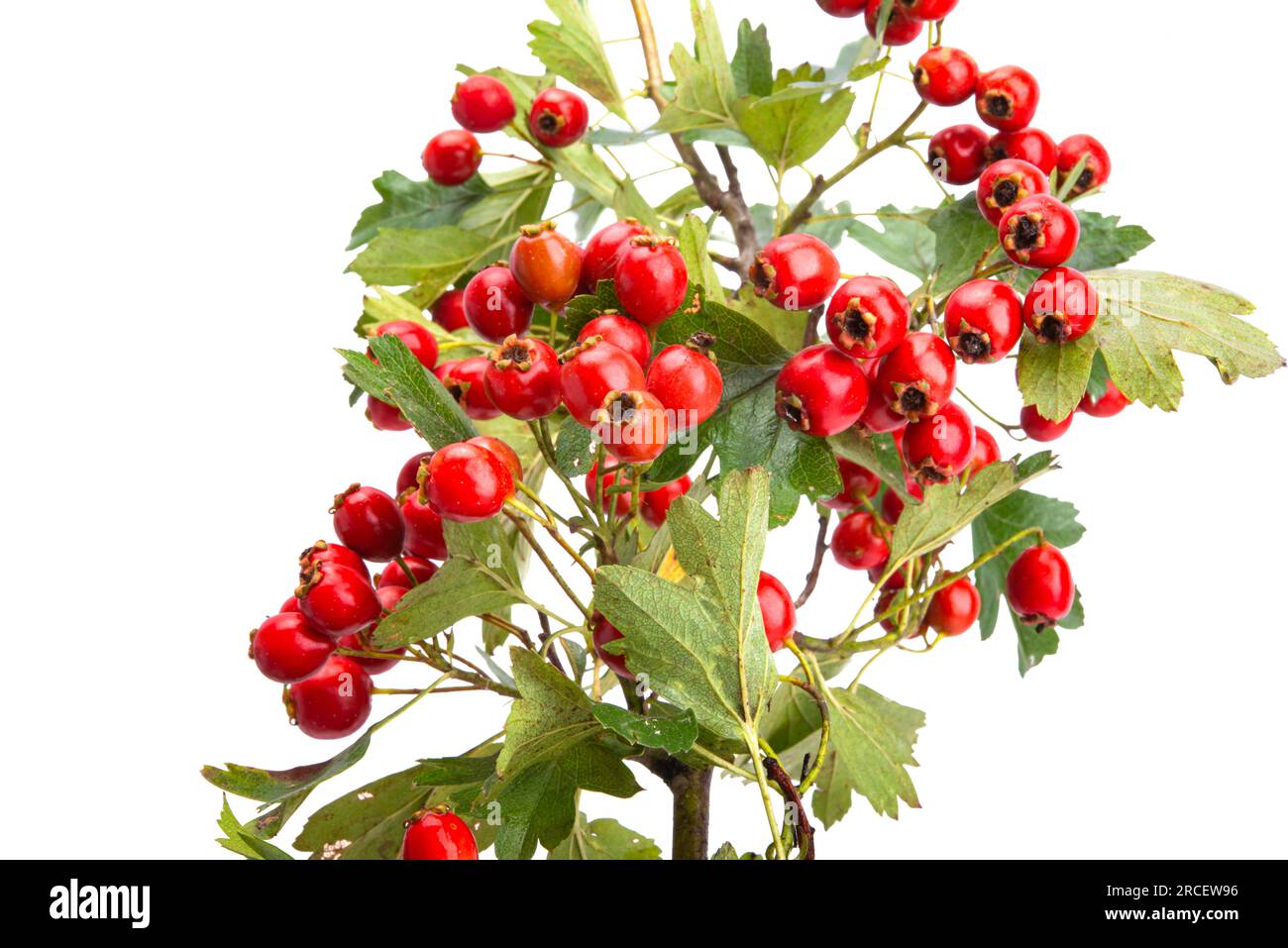 hawthorn branch isolated on white background Stock Photo - Alamy