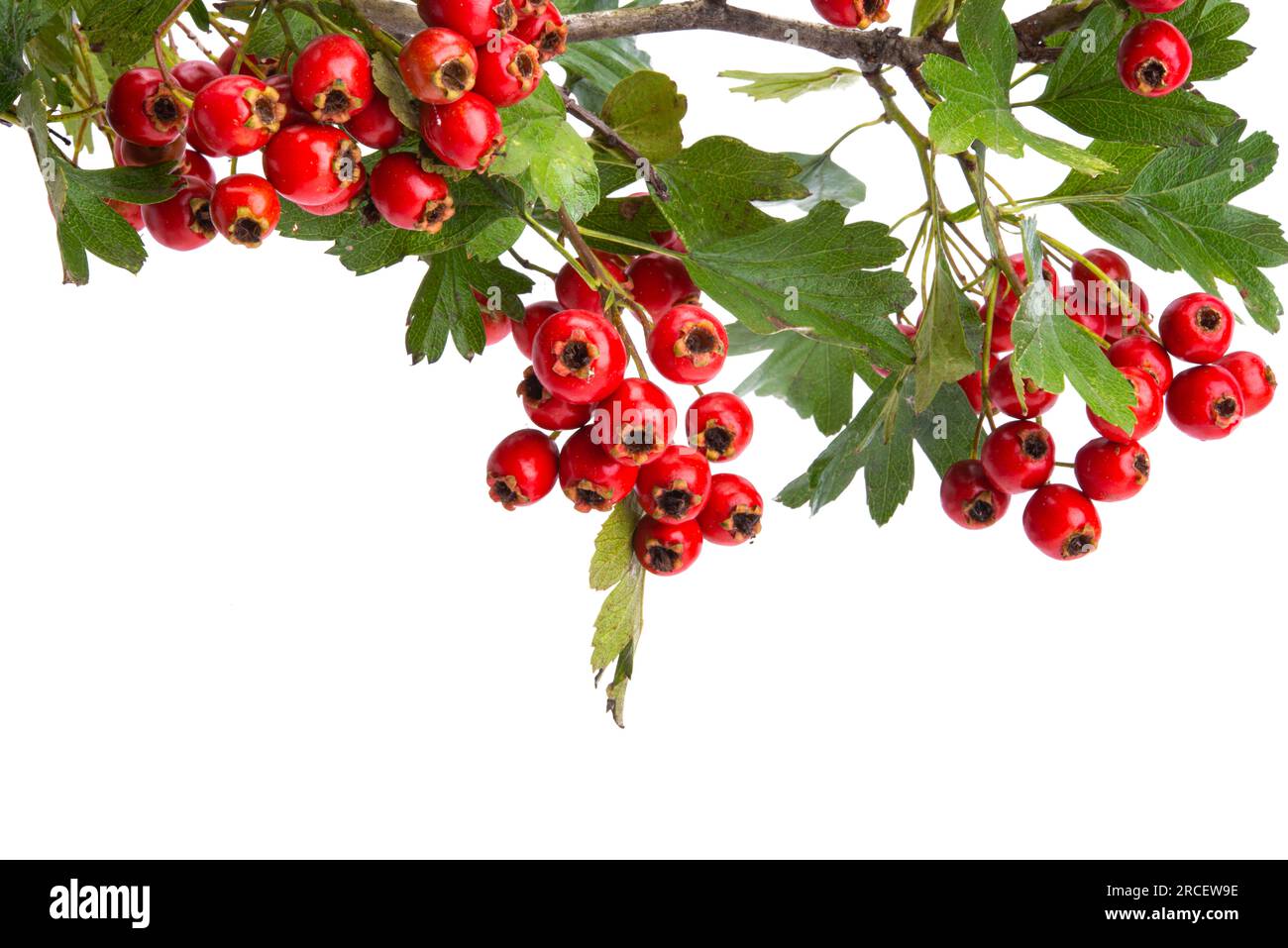 hawthorn branch isolated on white background Stock Photo - Alamy