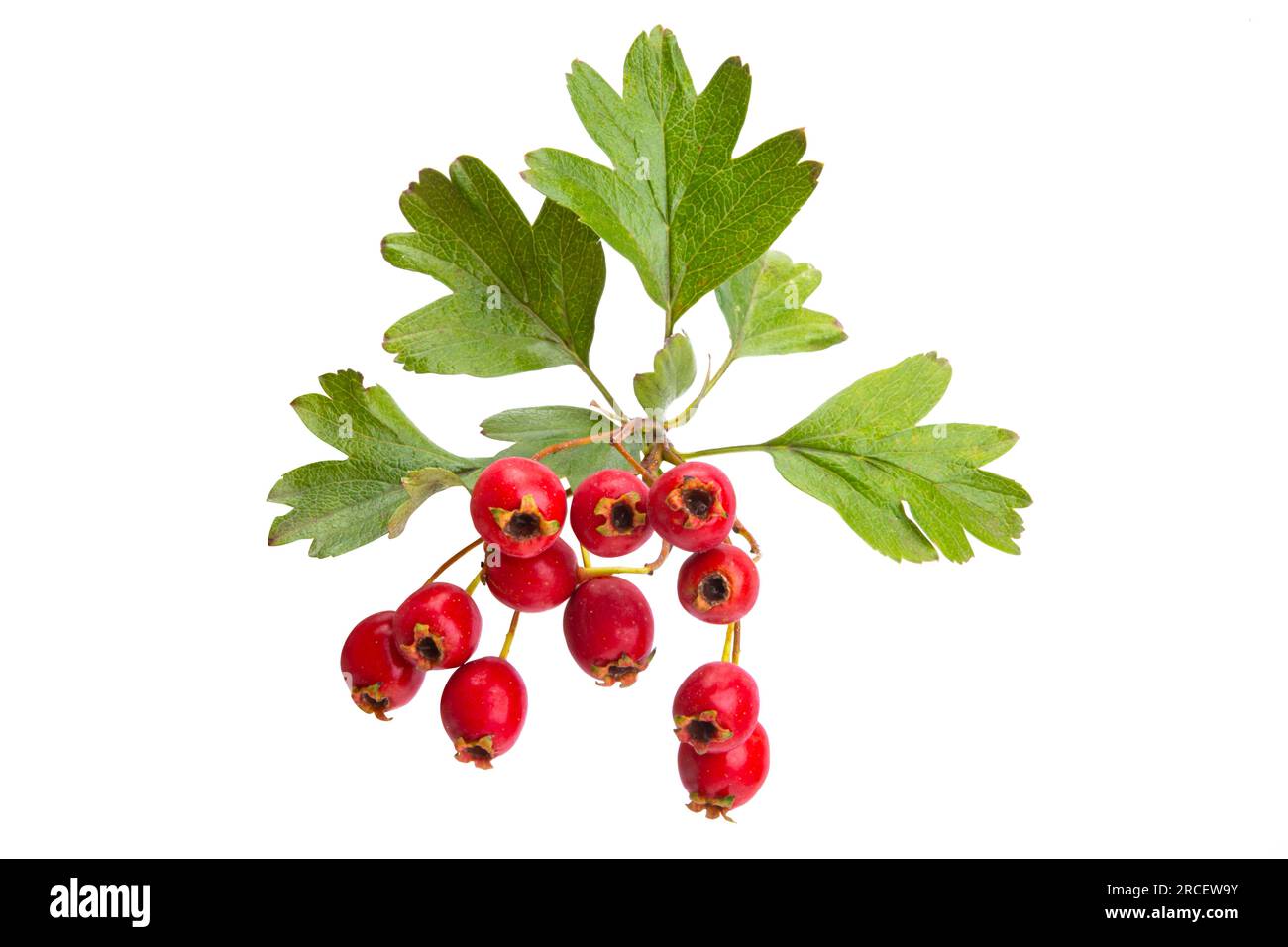hawthorn branch isolated on white background Stock Photo - Alamy