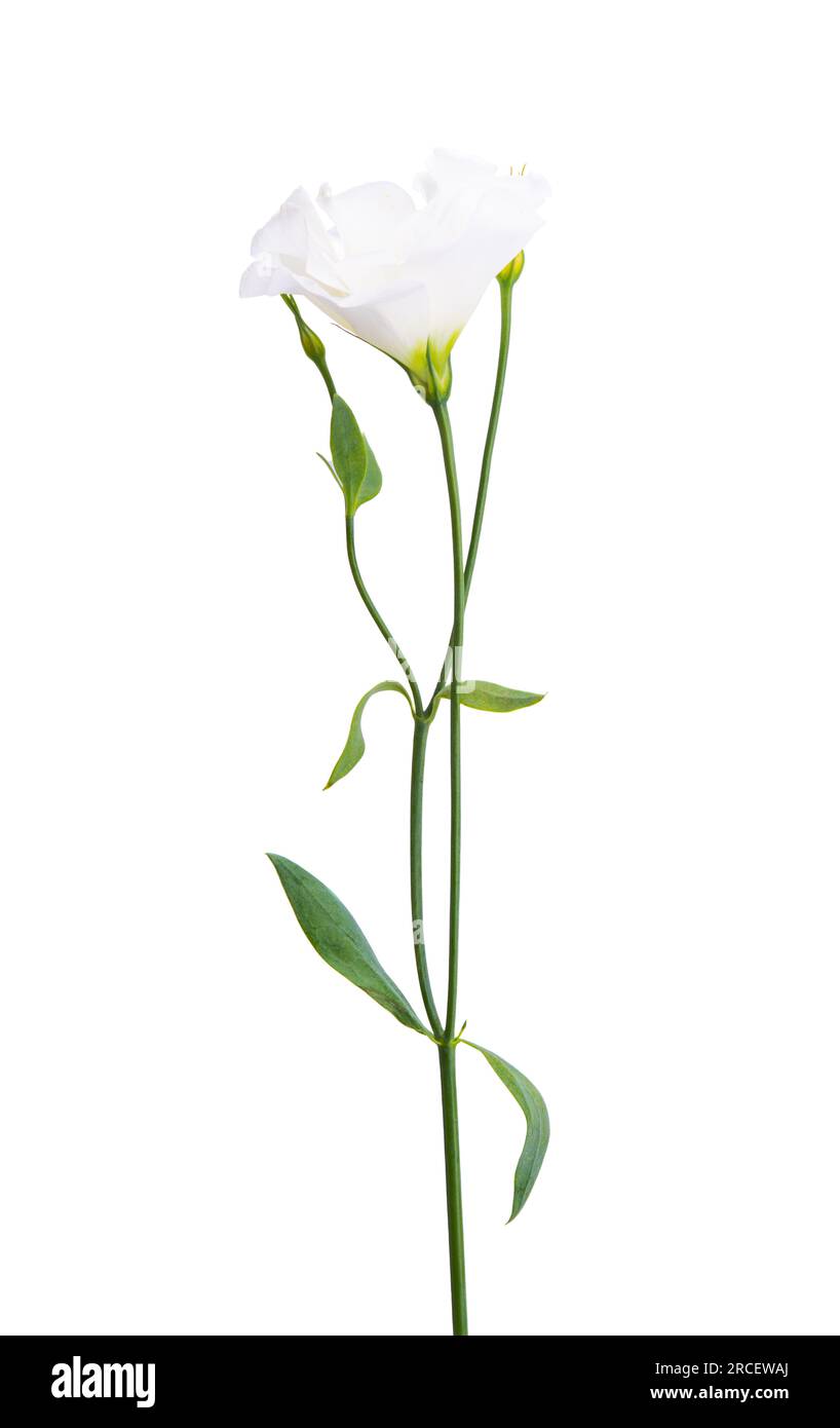 Lisianthus eustoma flower on Cut Out Stock Images & Pictures - Alamy