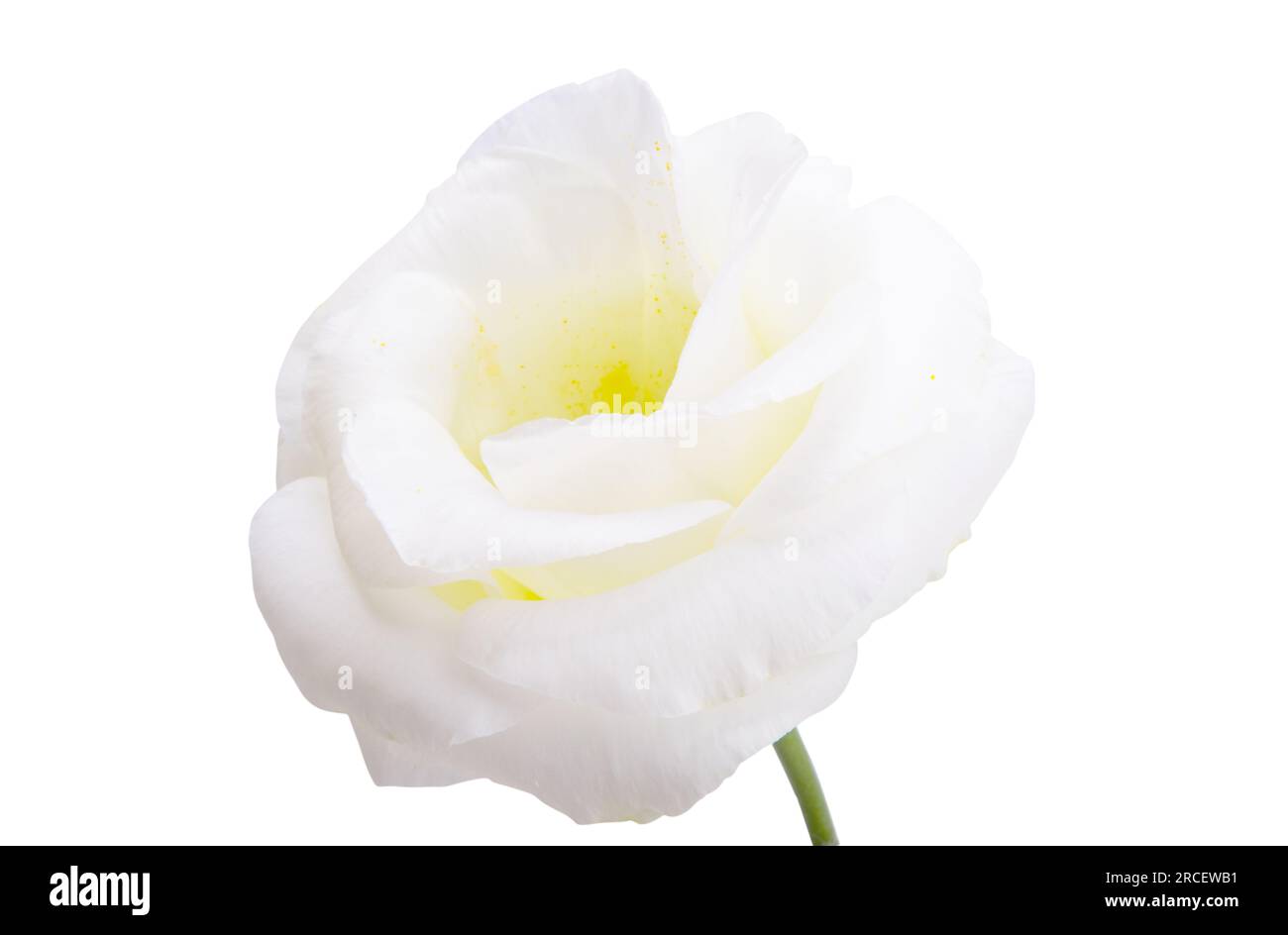 Lisianthus eustoma flower on Cut Out Stock Images & Pictures - Alamy