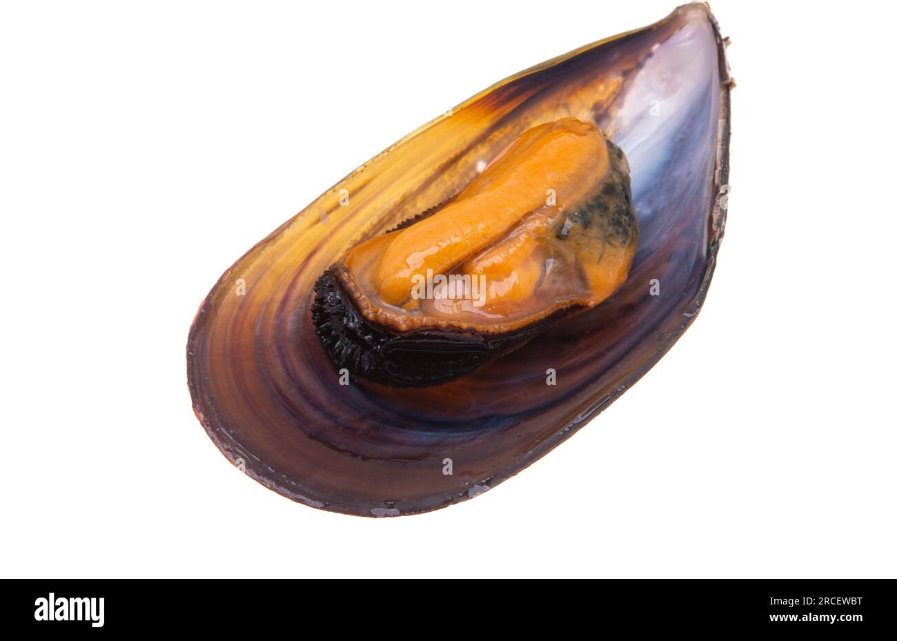 mussels isolated on white background Stock Photo - Alamy