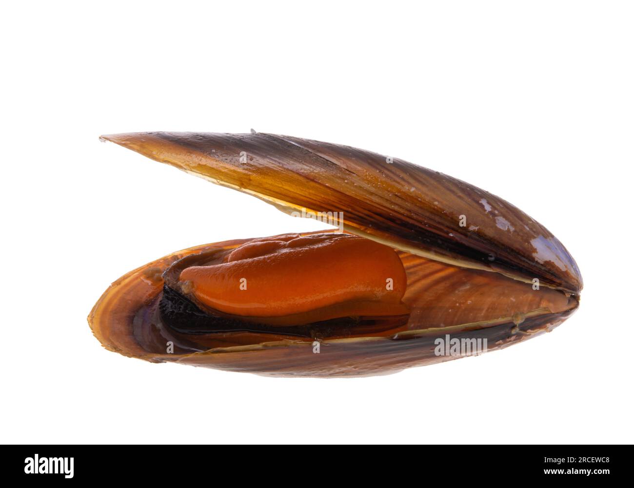 mussels isolated on white background Stock Photo - Alamy