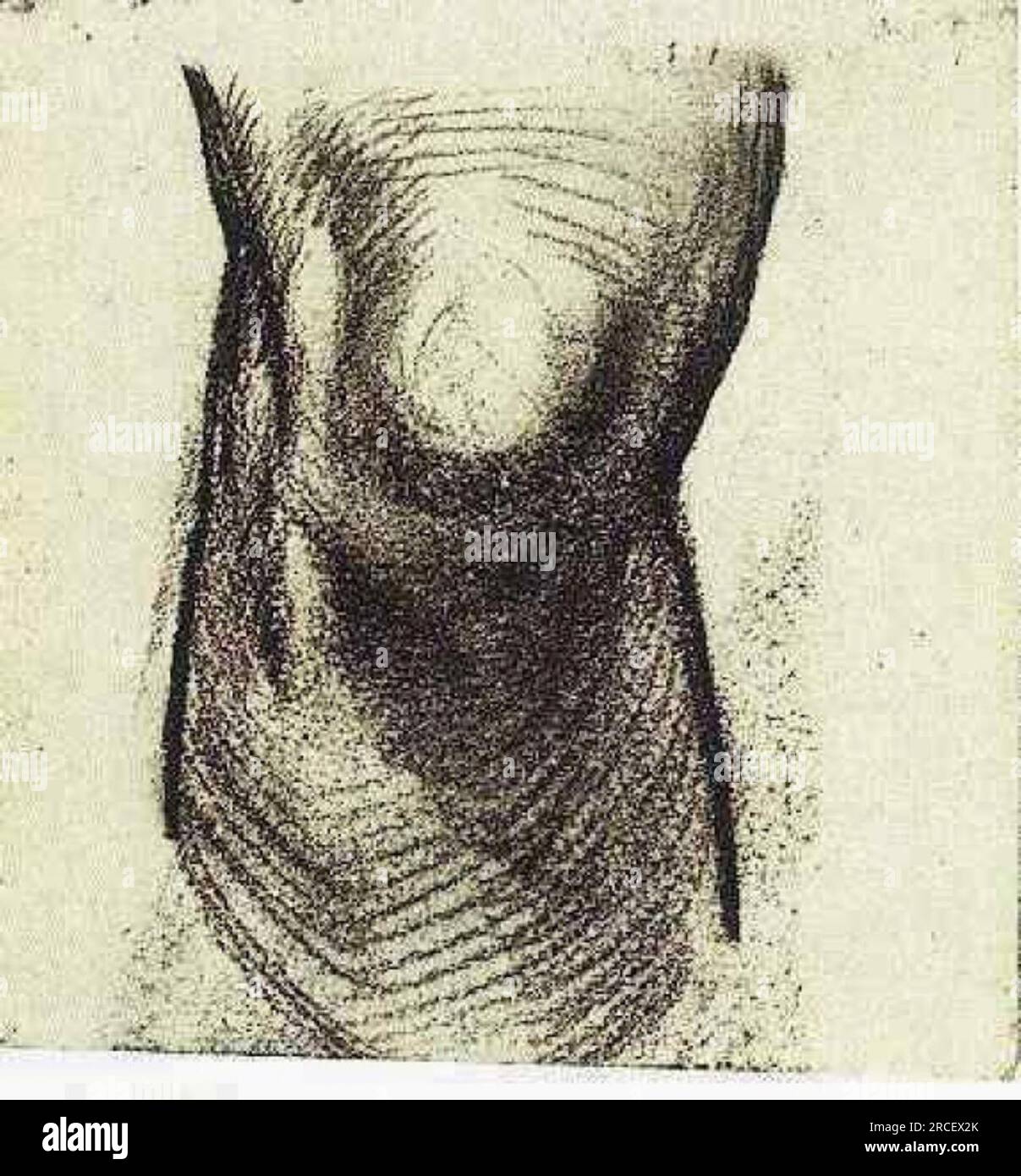 Sketch of a Knee 1886; Antwerp, Belgium by Vincent van Gogh Stock Photo ...