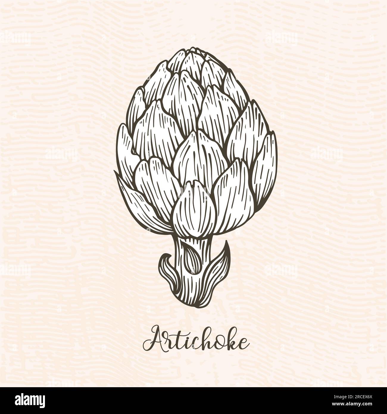 Vector graphic drawing of an artichoke Stock Vector Image & Art - Alamy