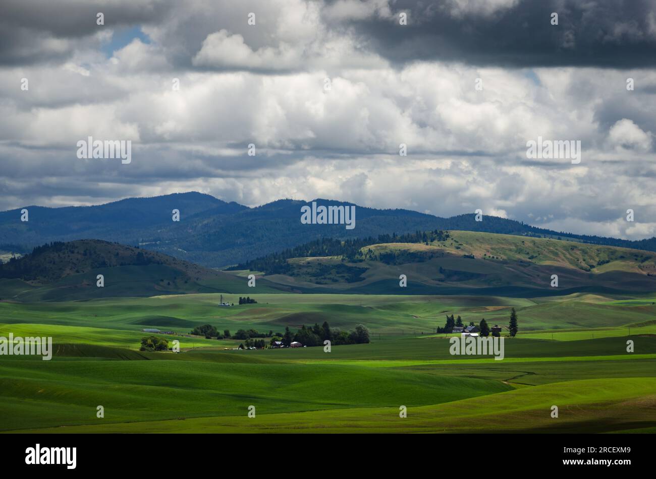 Rolling green fields and The Palouse Range, Washington/Idaho border ...