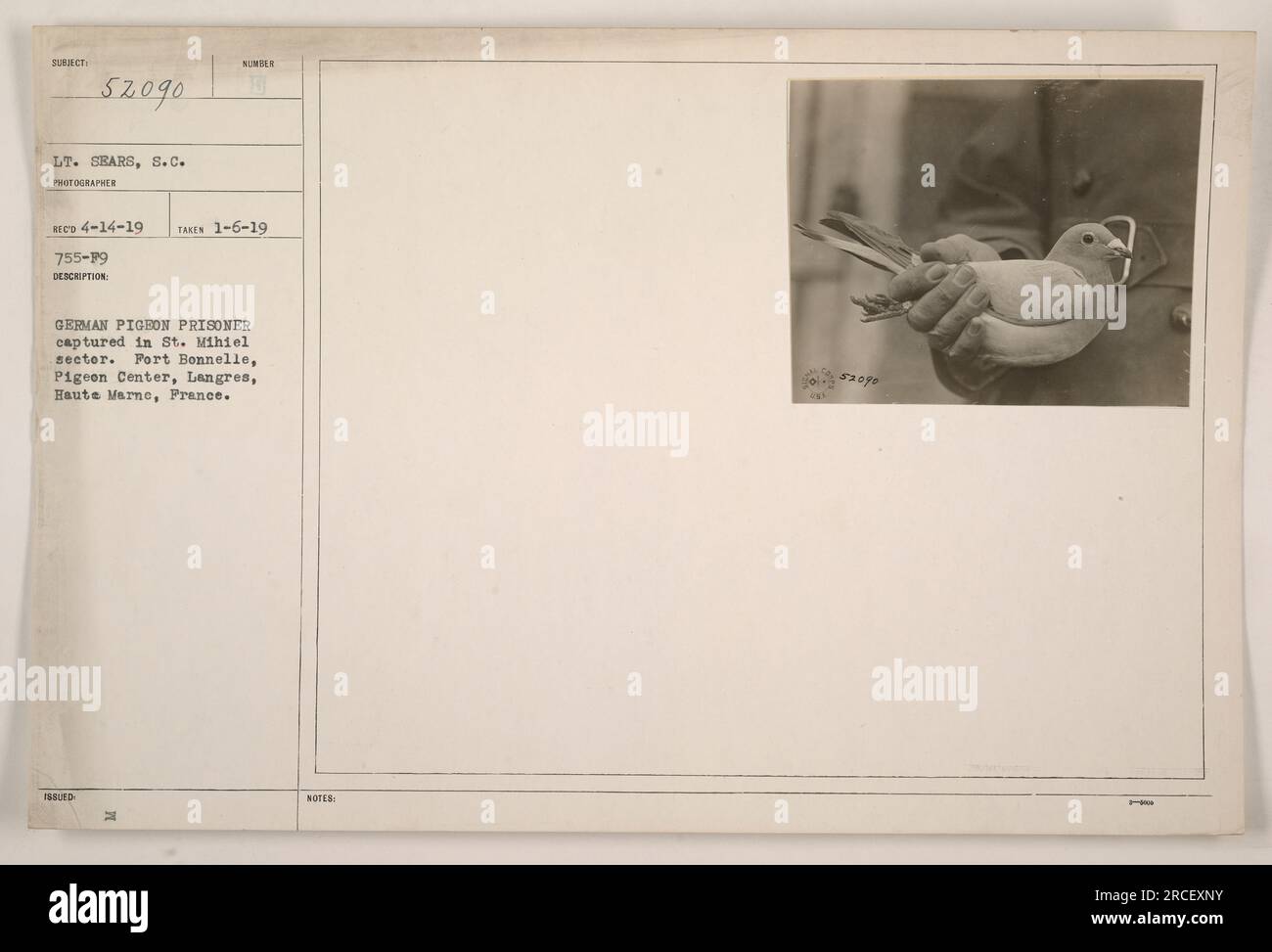 "The photograph shows a German pigeon that was captured as a prisoner ...