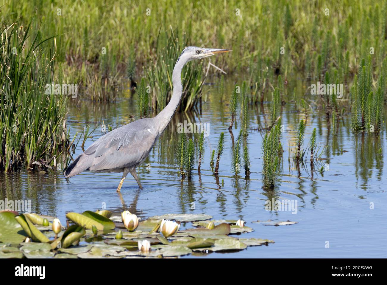 Grey Heron (Ardea cinerea) against a green background of common mares ...