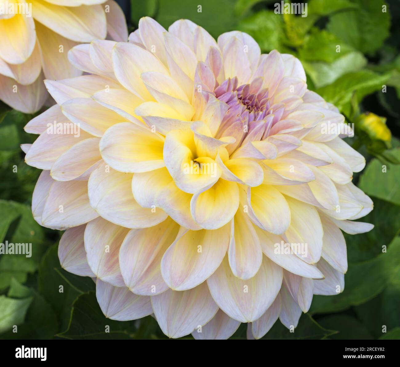 Dahlia, Medium Decorative, Alloway Cottage Stock Photo - Alamy