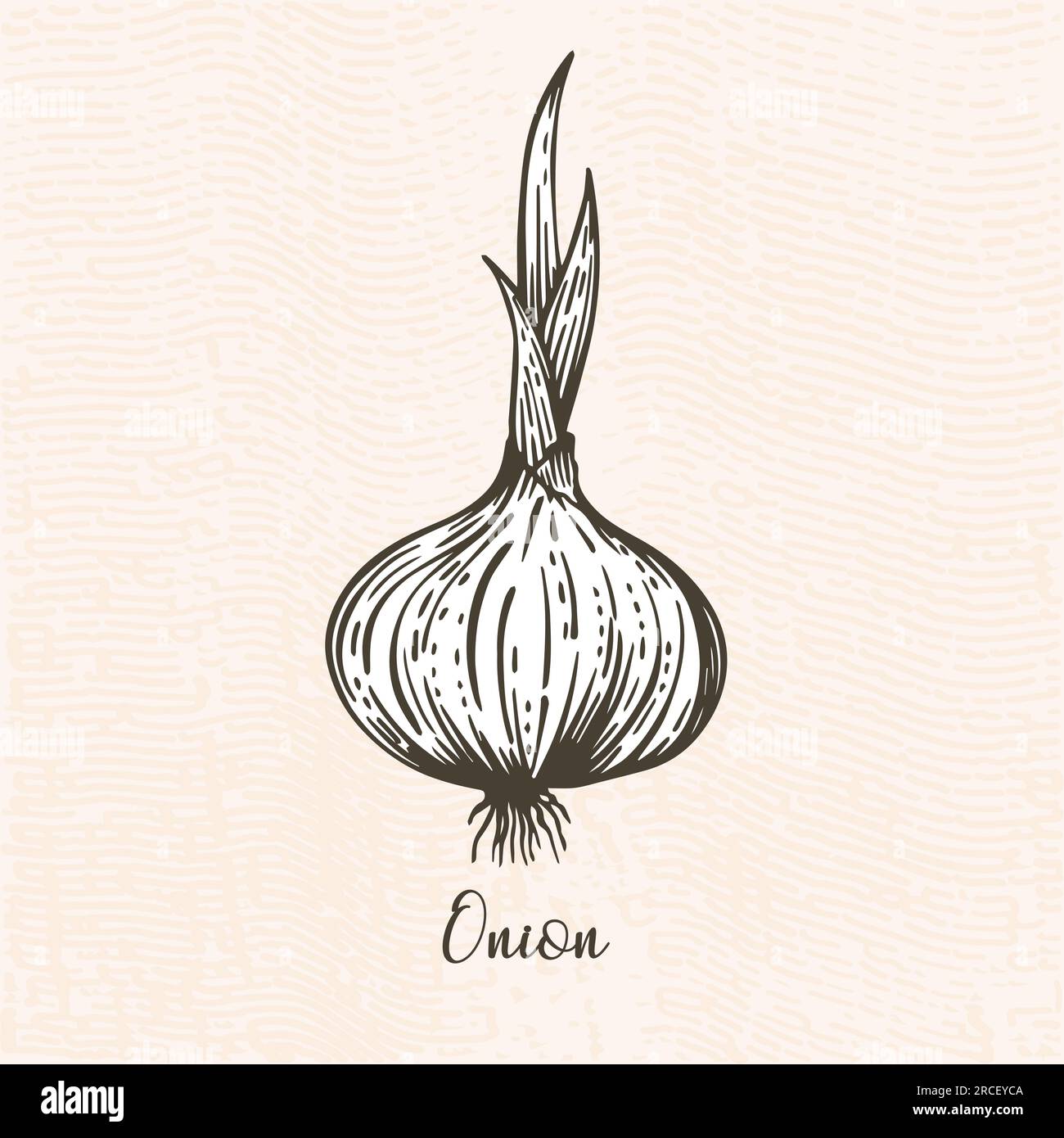 Onion vector illustration Stock Vector Image & Art - Alamy