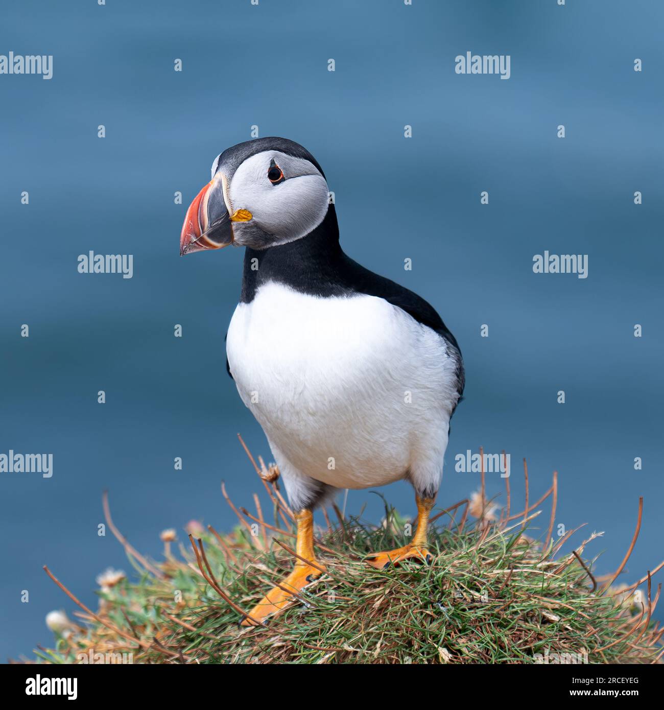 Atlantic puffin standing near its burrow on the island of Lunga ...