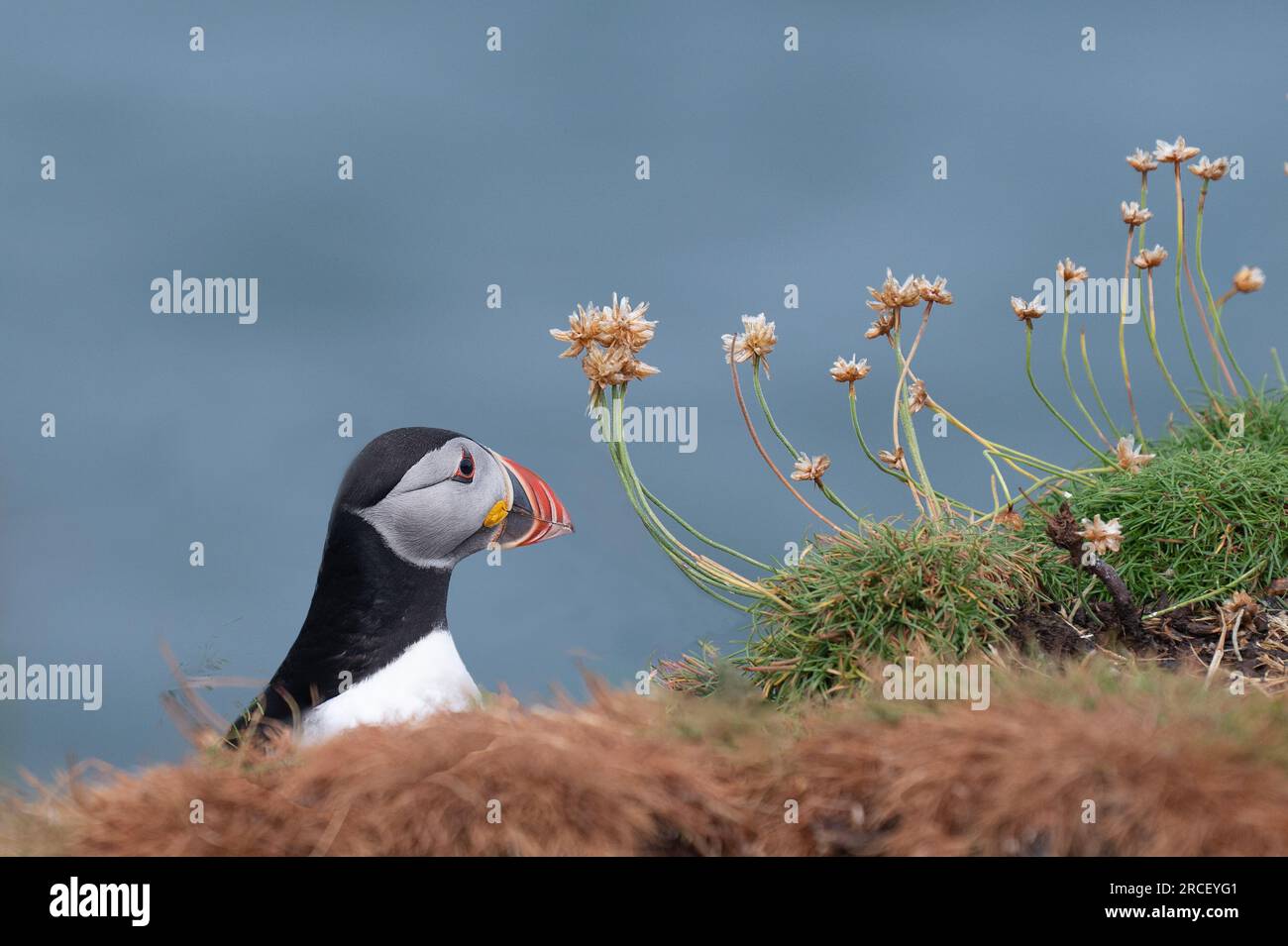 Atlantic puffin standing near its burrow on the island of Lunga ...