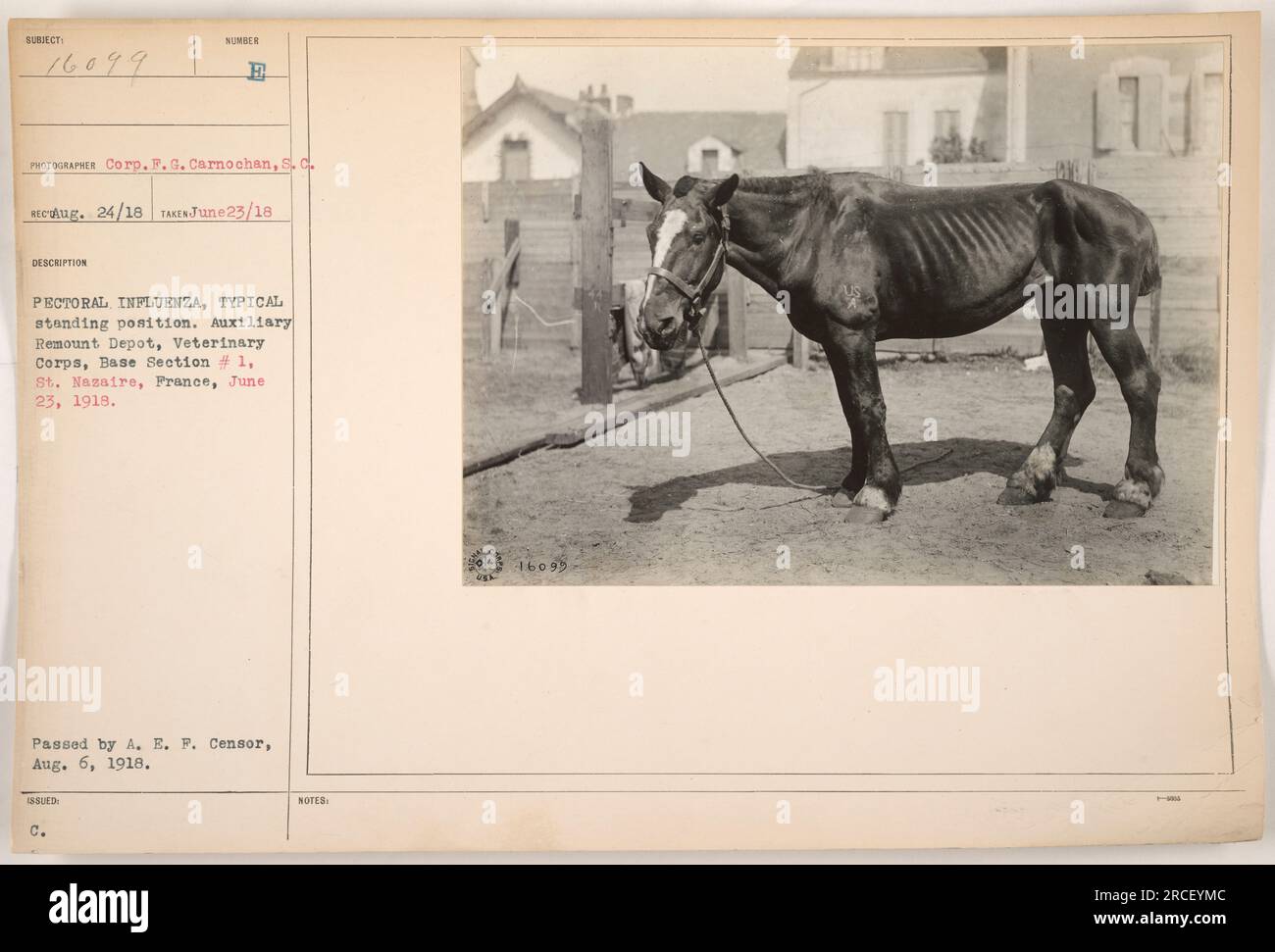 Veterinary corps world war one activities hi-res stock photography and ...