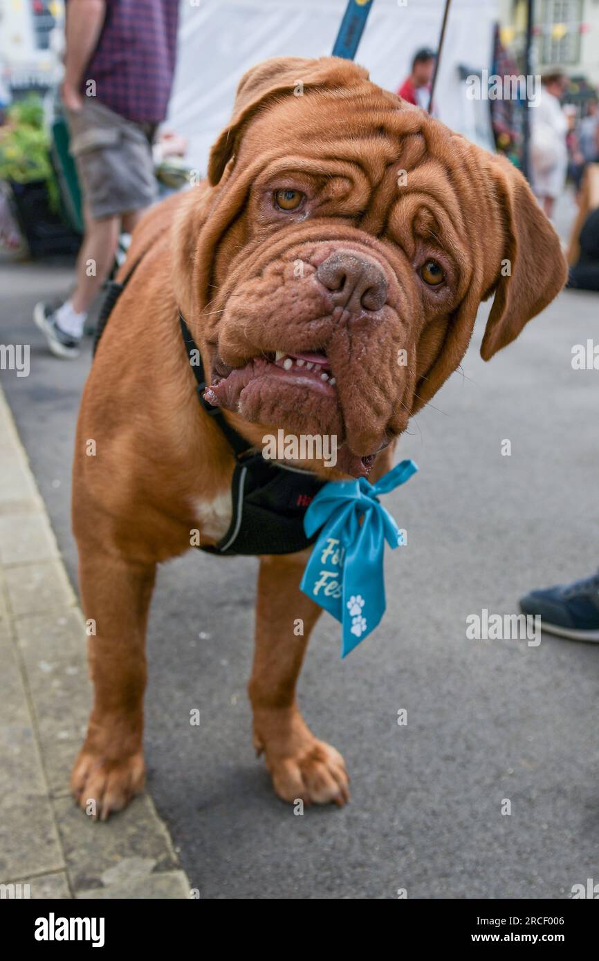 Dogue de bordeaux wearing a harness hi-res stock photography and images ...