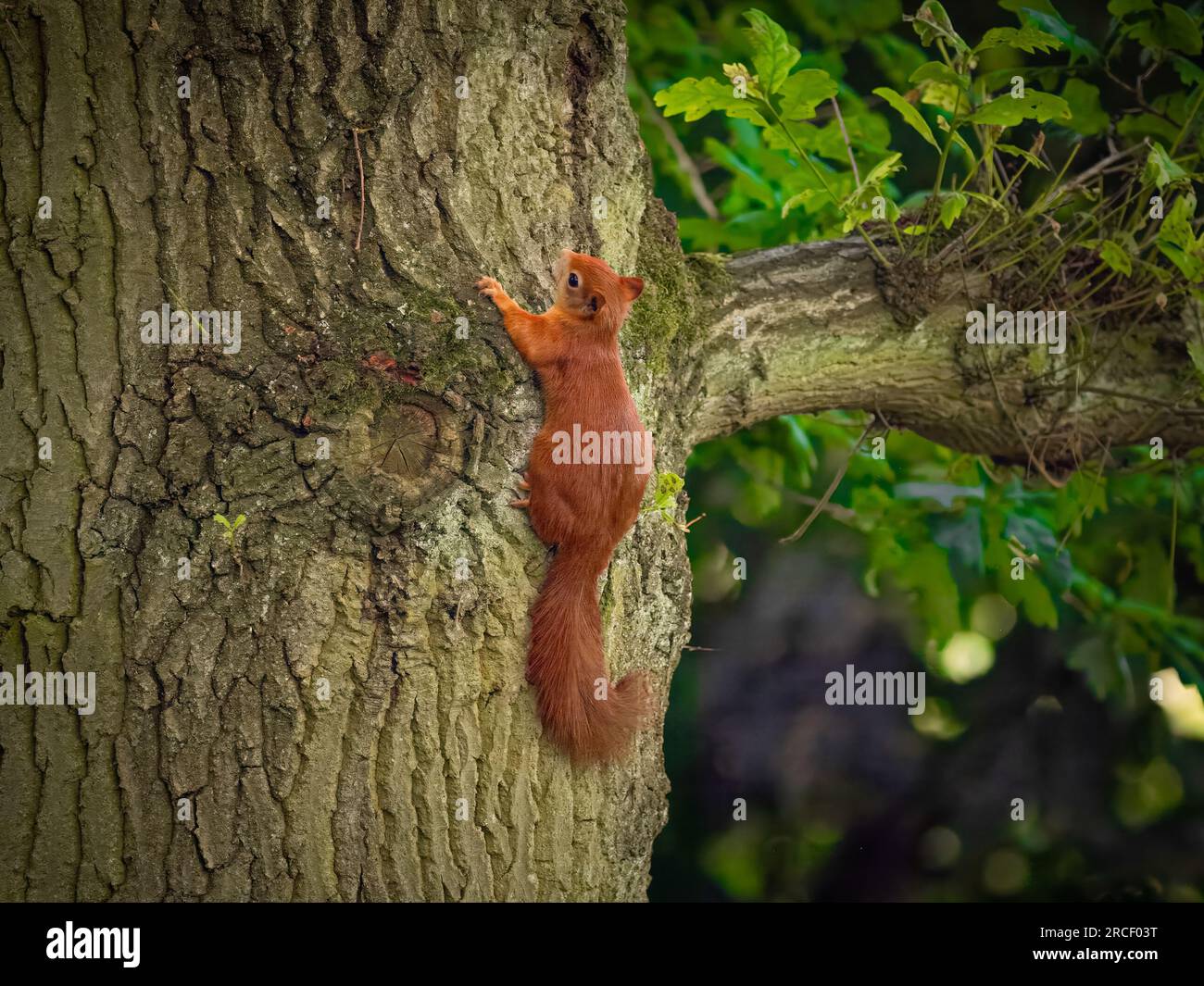 Red Squirrel vertically climbing up a tree in a UK woodland Stock Photo ...
