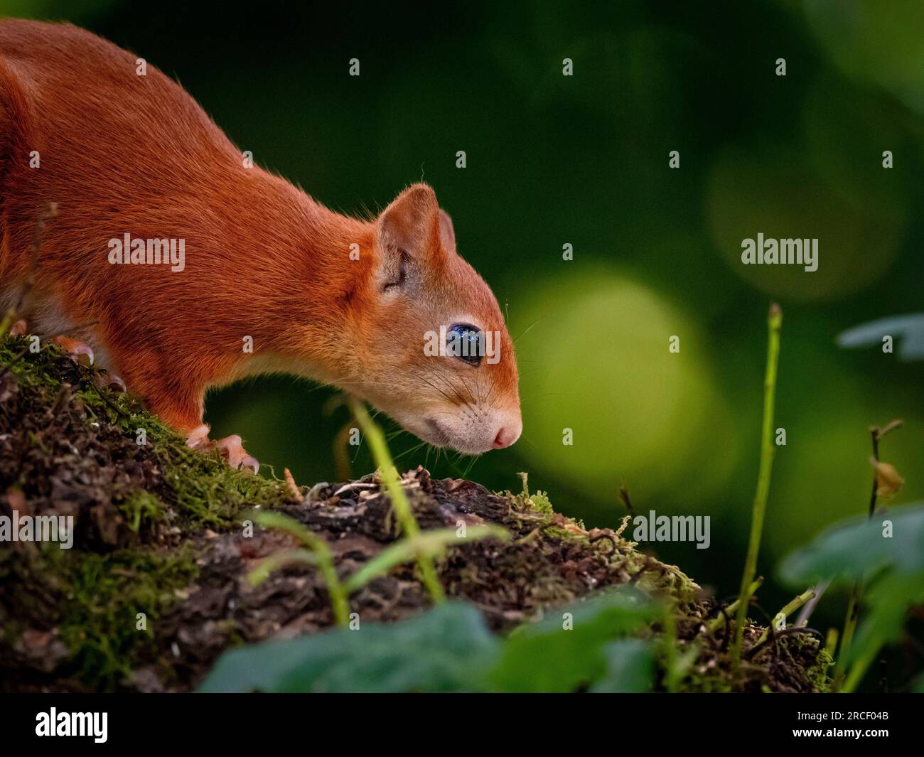 Juvenile squirrel hi-res stock photography and images - Alamy