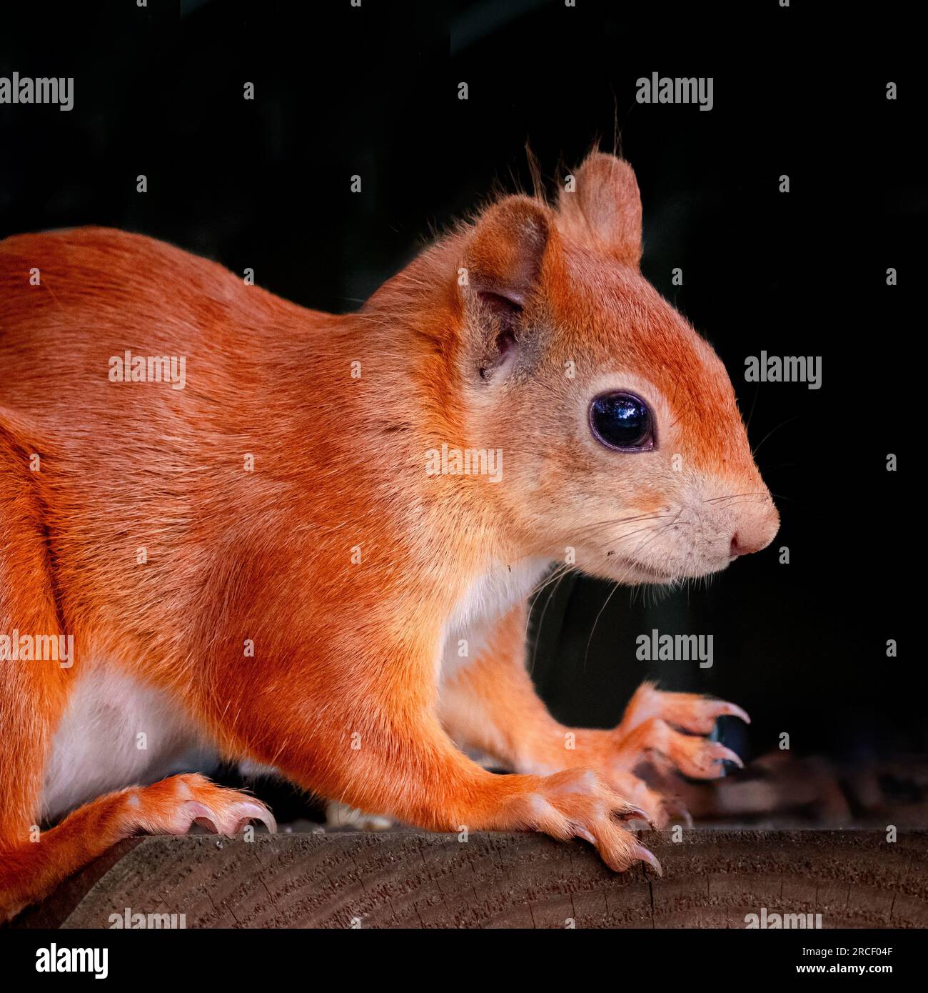 Side view of a Red Squirrel Stock Photo - Alamy